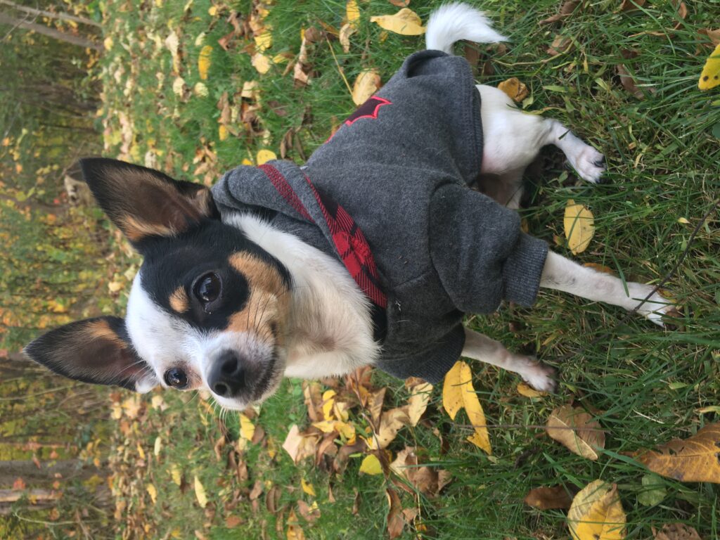 Get To Know Emma Harman! - Oakville Community Foundation